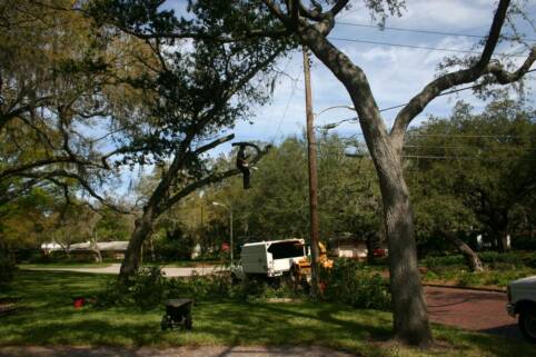 Gallery - Peninsula Tree Service