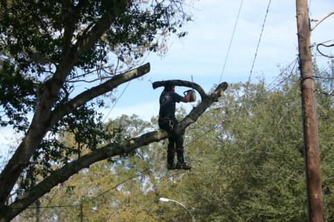 Gallery - Peninsula Tree Service