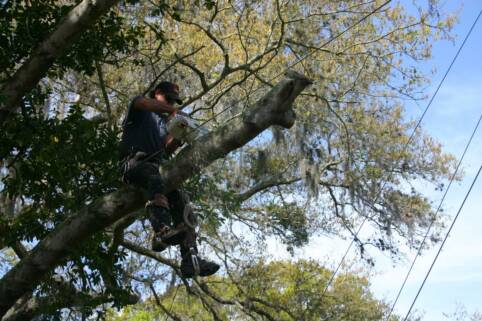 Gallery - Peninsula Tree Service