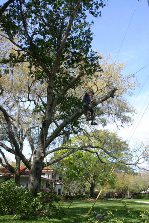 Gallery - Peninsula Tree Service