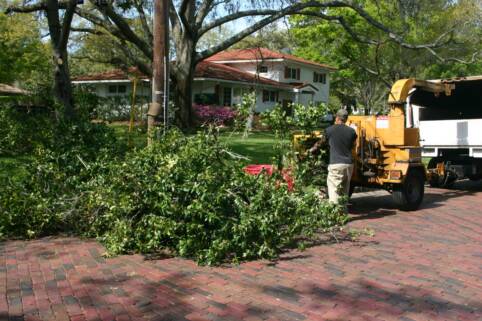 Gallery - Peninsula Tree Service
