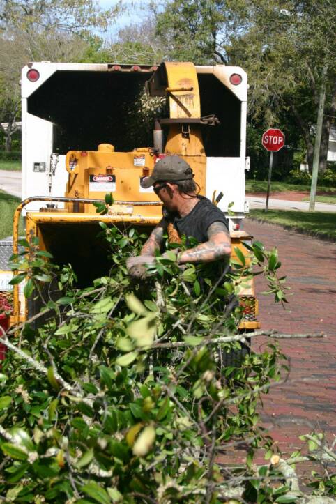 Gallery - Peninsula Tree Service