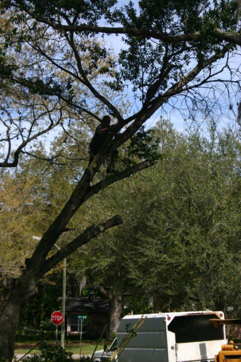 Gallery - Peninsula Tree Service