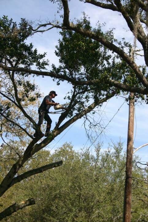 Gallery - Peninsula Tree Service