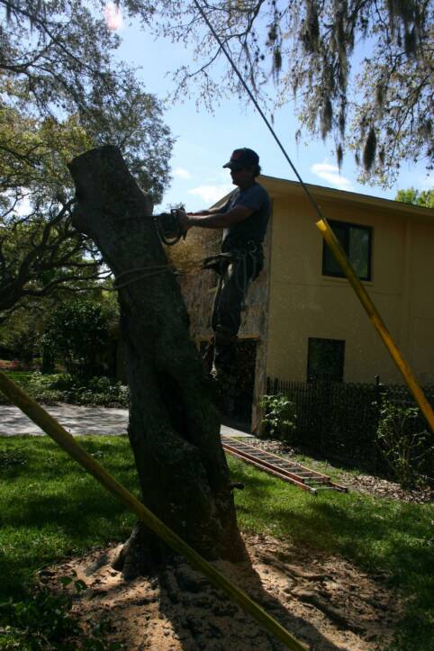 Gallery - Peninsula Tree Service
