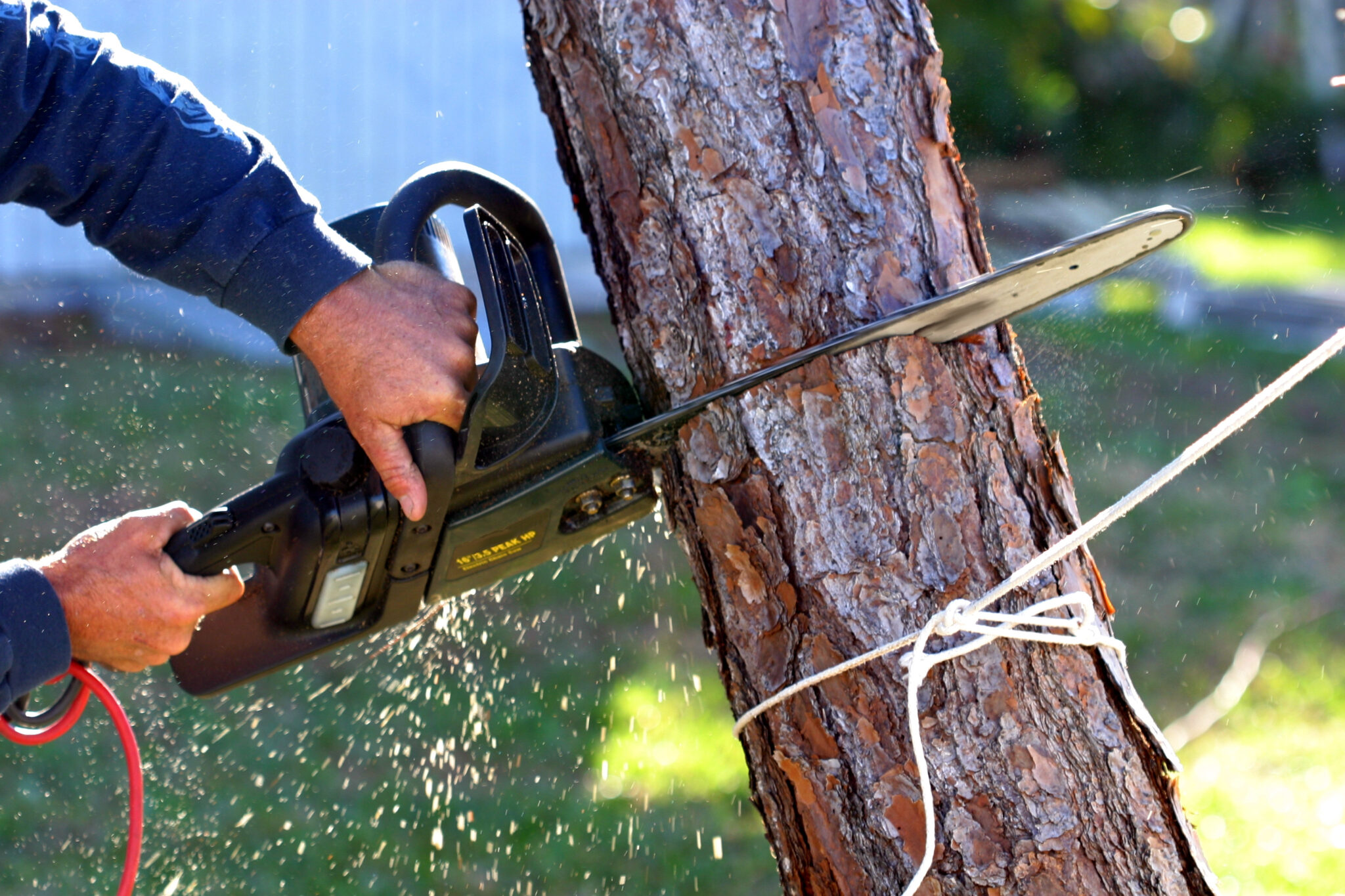 Home - Peninsula Tree Service