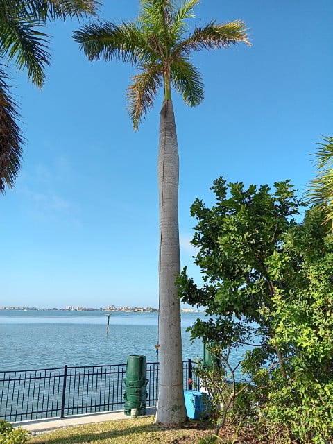 Gallery - Peninsula Tree Service