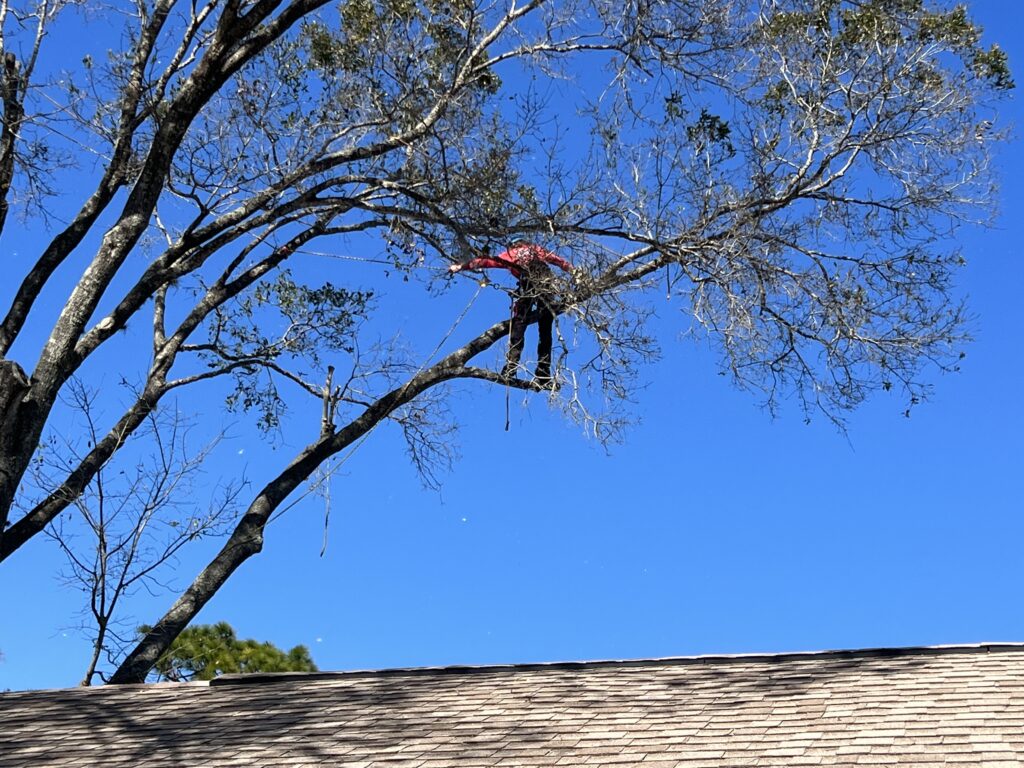 Gallery - Peninsula Tree Service
