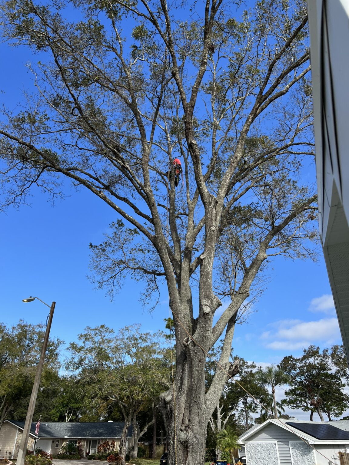Gallery - Peninsula Tree Service