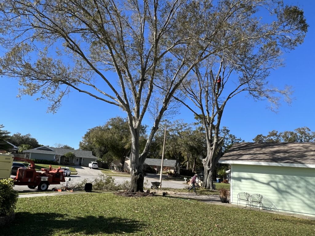 Gallery - Peninsula Tree Service